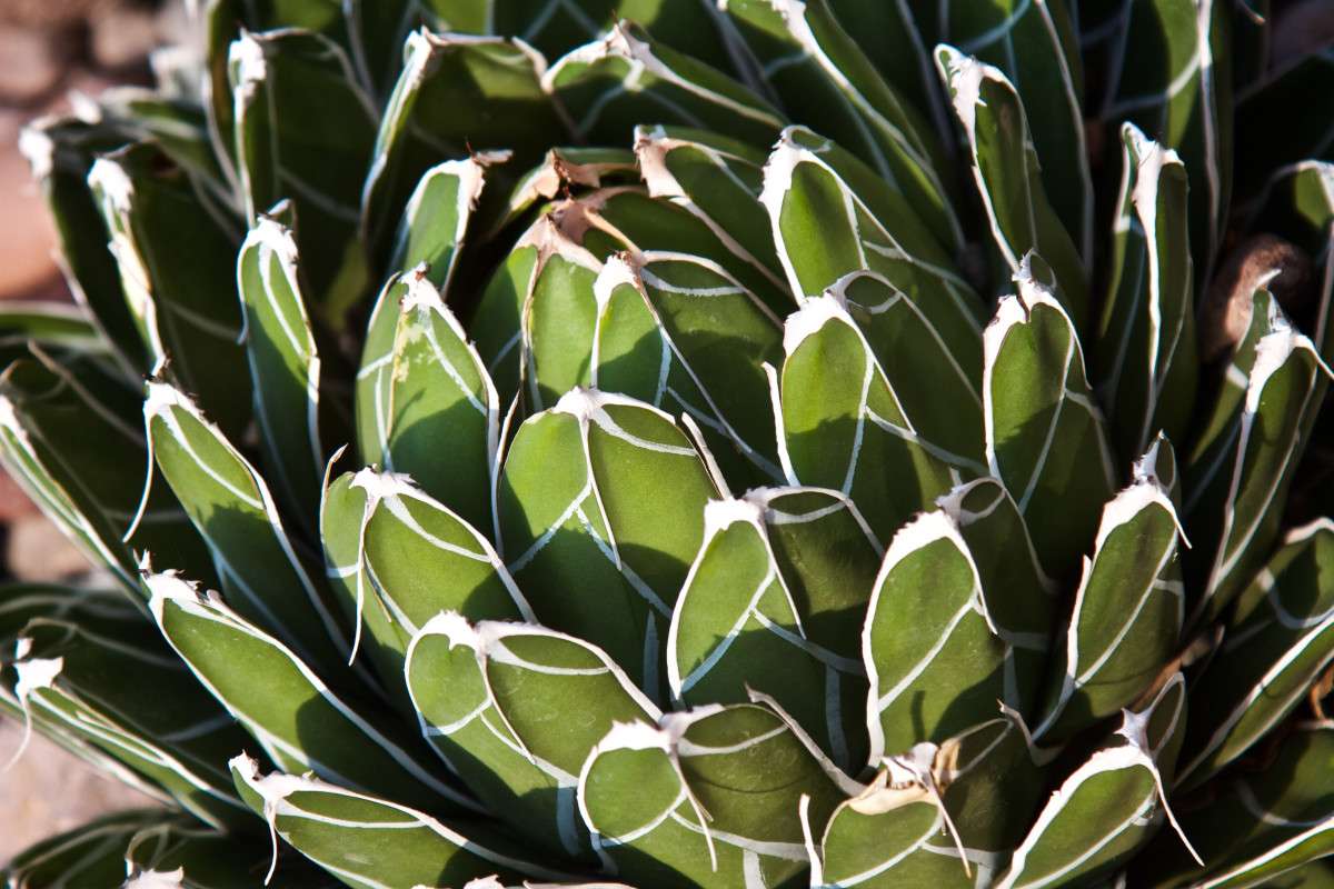 Tequila Enthusiasts? Here Are 8 Extraordinary Agave names to remember ...