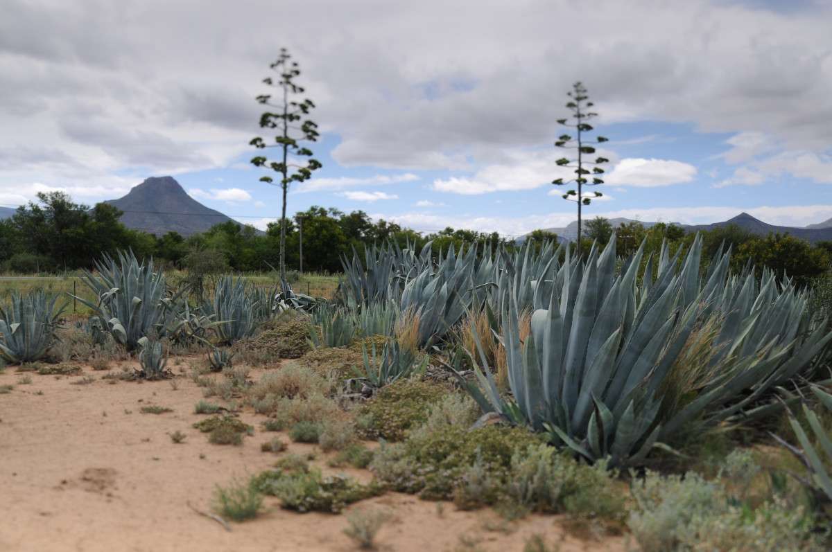 What is the remarkable Agave spirit? Like tequila - but make it local ...