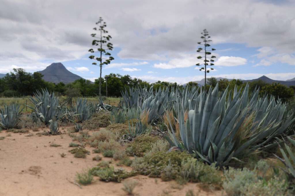 Tequila production process vs Agave spirits - La Tierra Agave