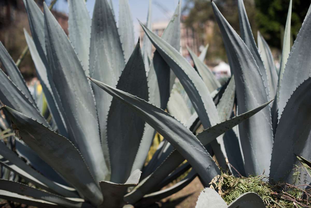 Tequila Enthusiasts? Here Are 8 Extraordinary Agave names to remember ...