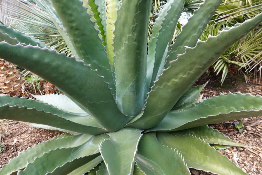Tequila Enthusiasts? Here Are 8 Extraordinary Agave names to remember ...