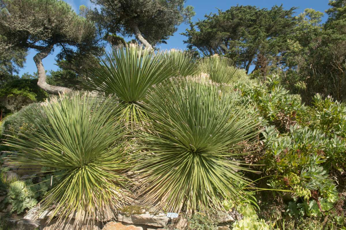 Tequila Enthusiasts? Here Are 8 Extraordinary Agave names to remember ...