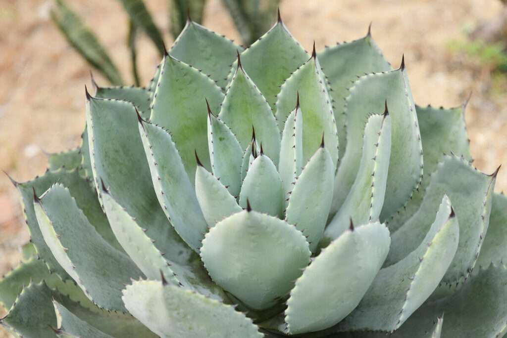 Tequila Enthusiasts? Here Are 8 Extraordinary Agave names to remember ...