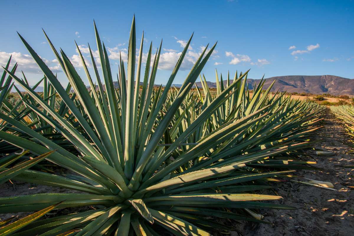 Tequila Enthusiasts? Here Are 8 Extraordinary Agave names to remember ...