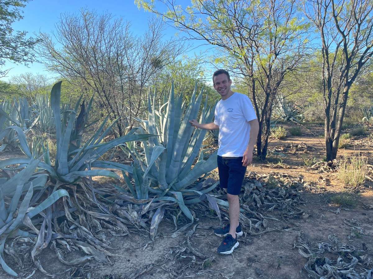 Agave Americana vs. Agave Tequilana: Essential Ingredients of Agave ...