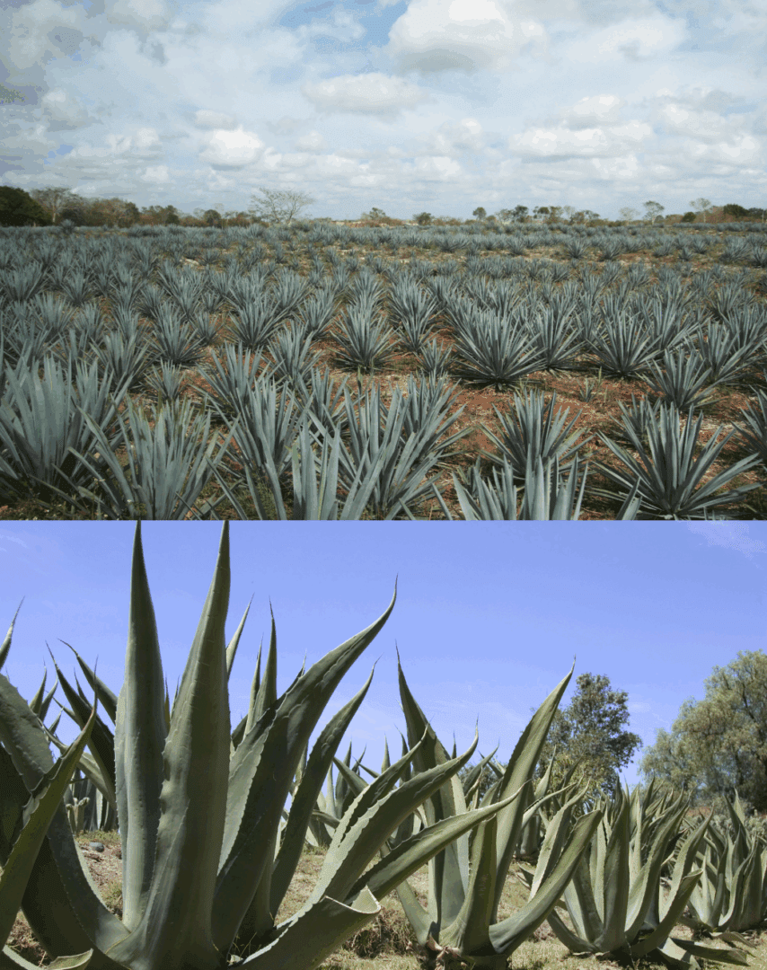 Celebrate South African Agave Spirits: Discover the Journey Through the Karoo - La Tierra Agave