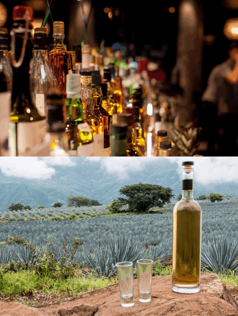 Celebrate South African Agave Spirits: Discover the Journey Through the ...